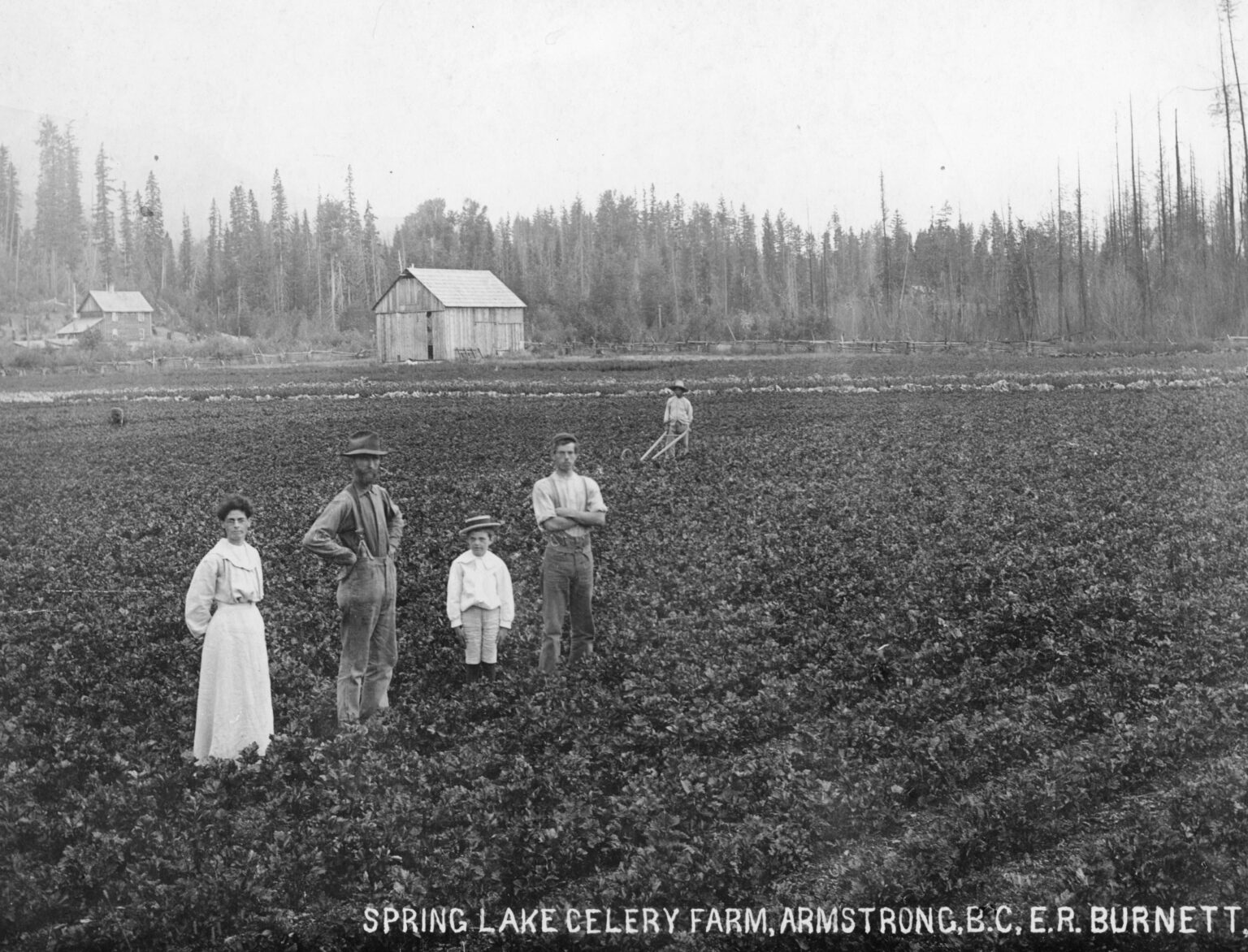 Forgotten Harvests: The Okanagan’s Surprising Crops – Vernon Museum